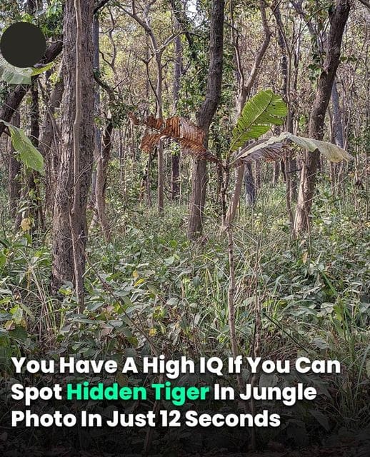You Have A High IQ If You Can Spot Hidden Tiger In Jungle Photo In Just ...