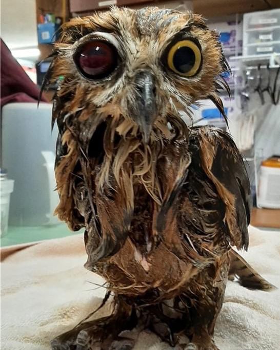 Amazing Recovery of Rescued Owl: Shot with BB Gun and Trapped in Manure ...